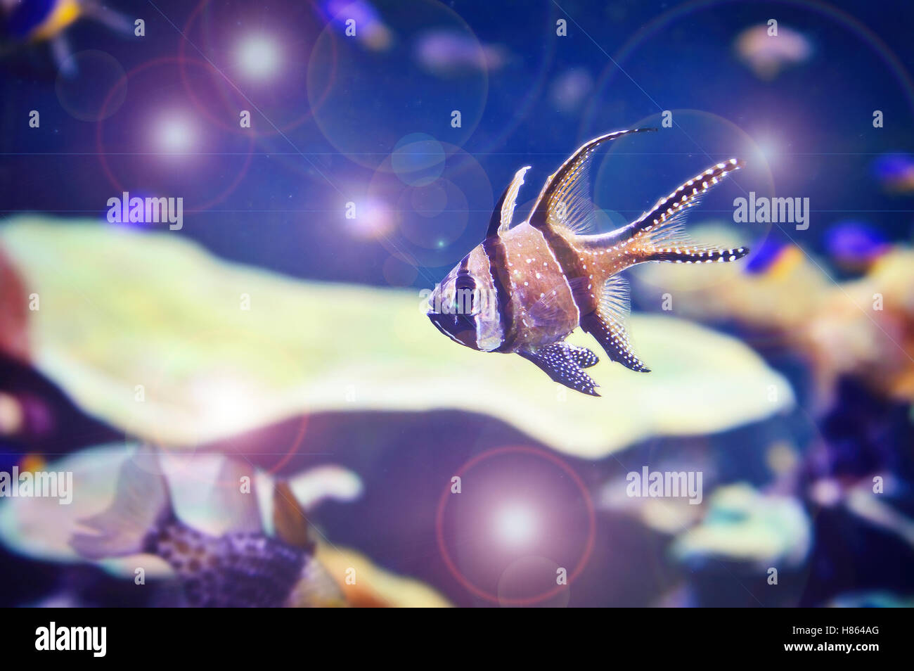 Beautiful bright aquarium fish Stock Photo - Alamy