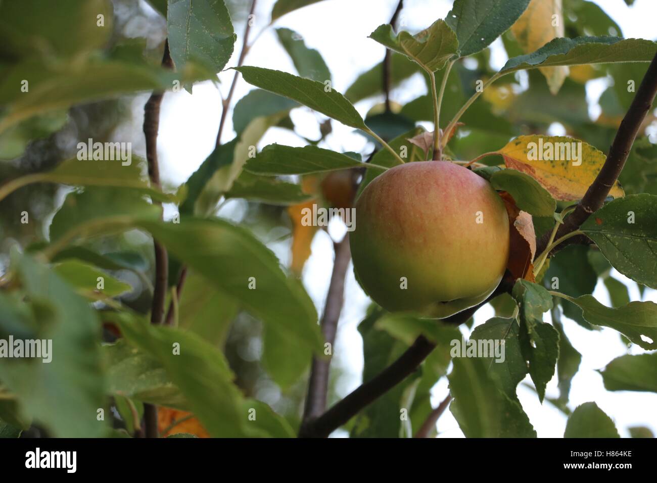 Beautiful wild apple on a tree available in high-resolution and several ...