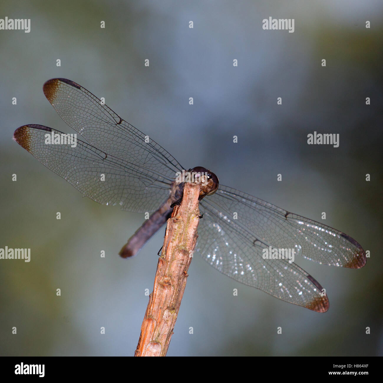 Dragonfly on a stick that looks like it is smirking Stock Photo - Alamy