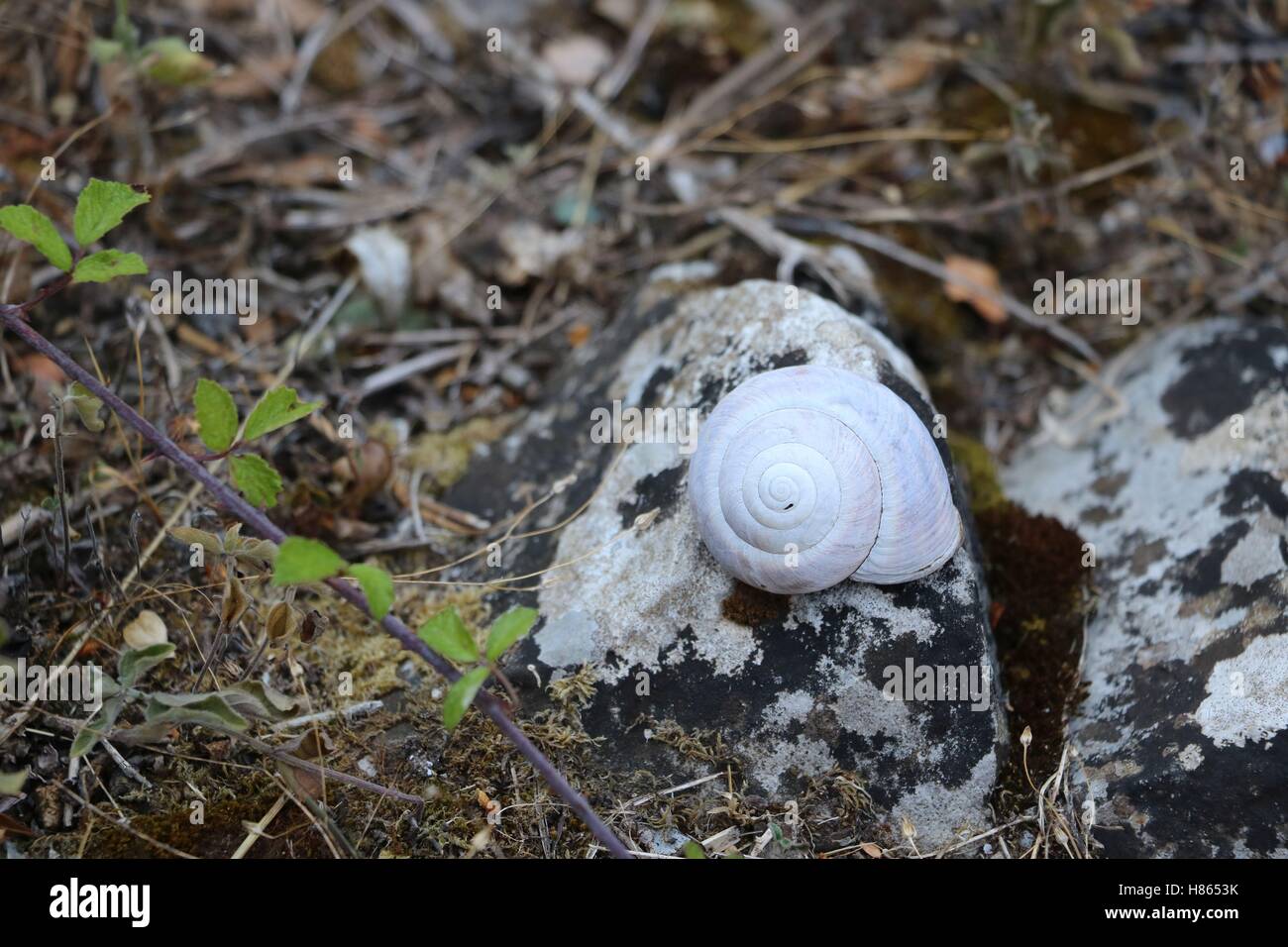 Beautiful white snail shell on the ground available in high-resolution ...