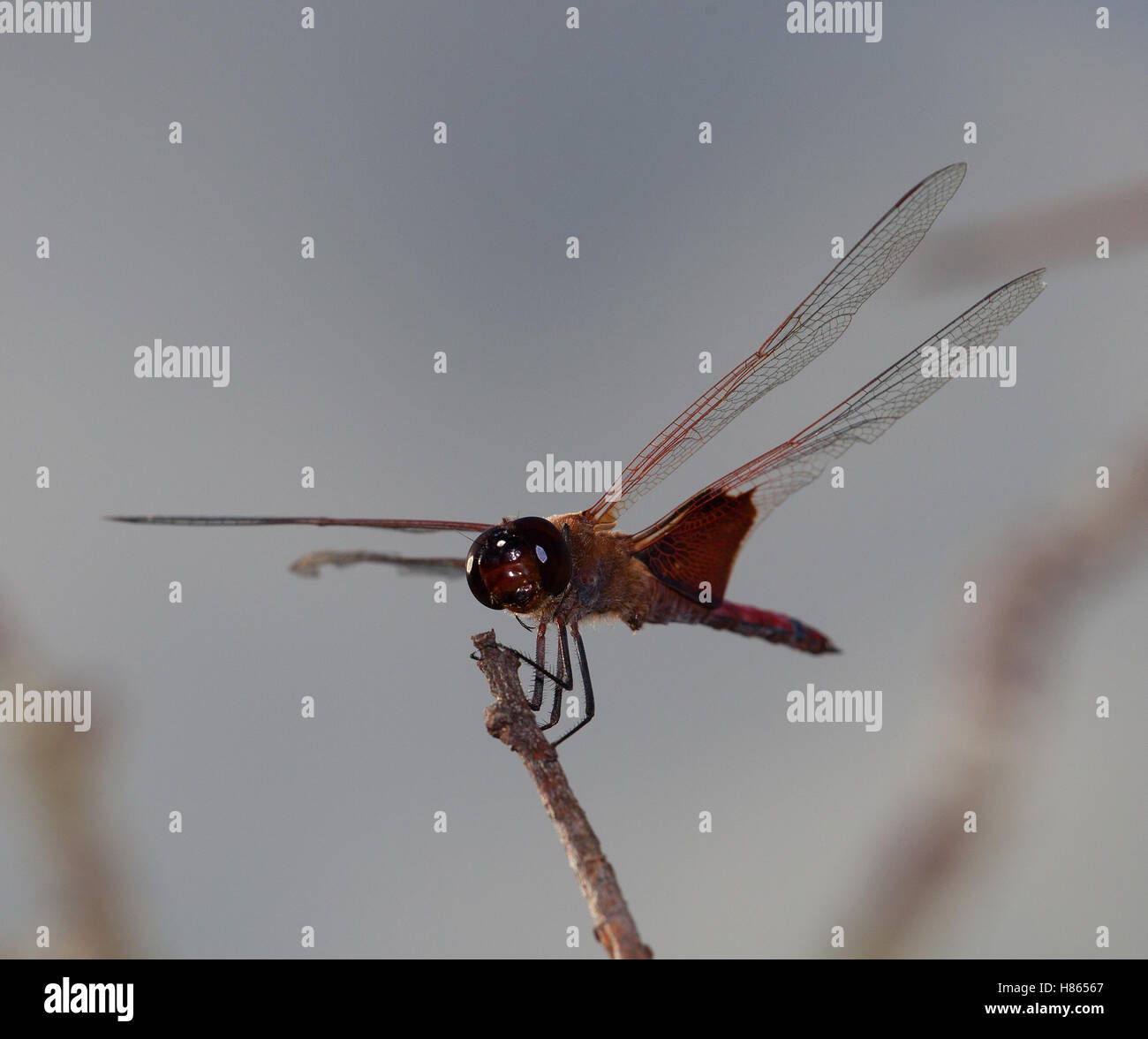 Dragonfly Holding Onto Stick High Resolution Stock Photography and ...