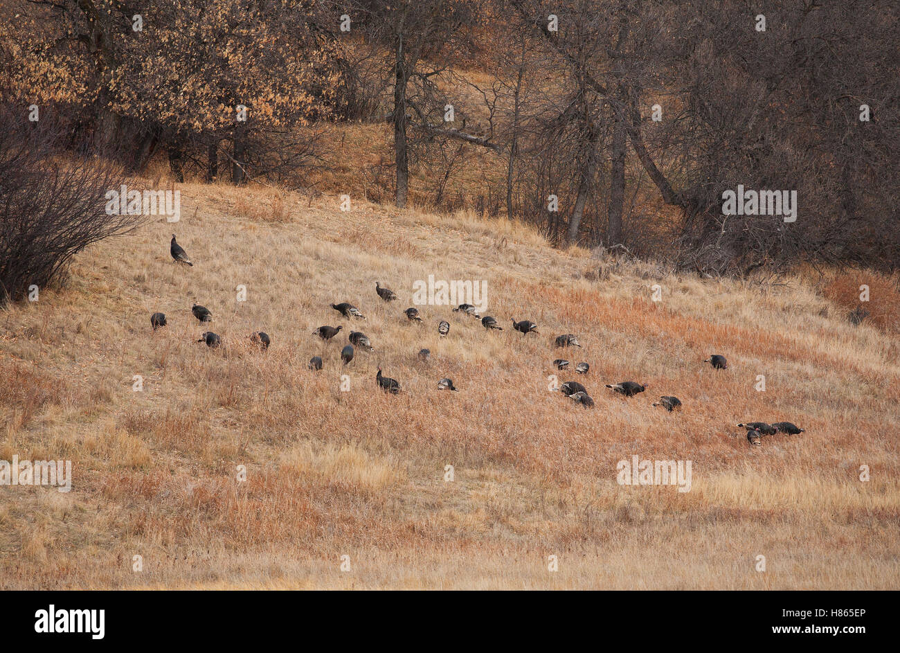 Flock Of Wild Turkeys High Resolution Stock Photography and Images - Alamy