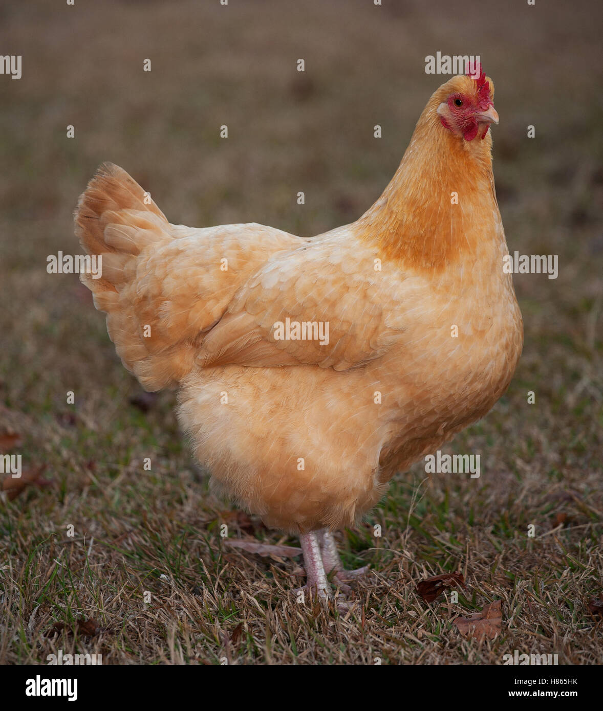 Yellow and orange chicken hen on some brown grass Stock Photo - Alamy