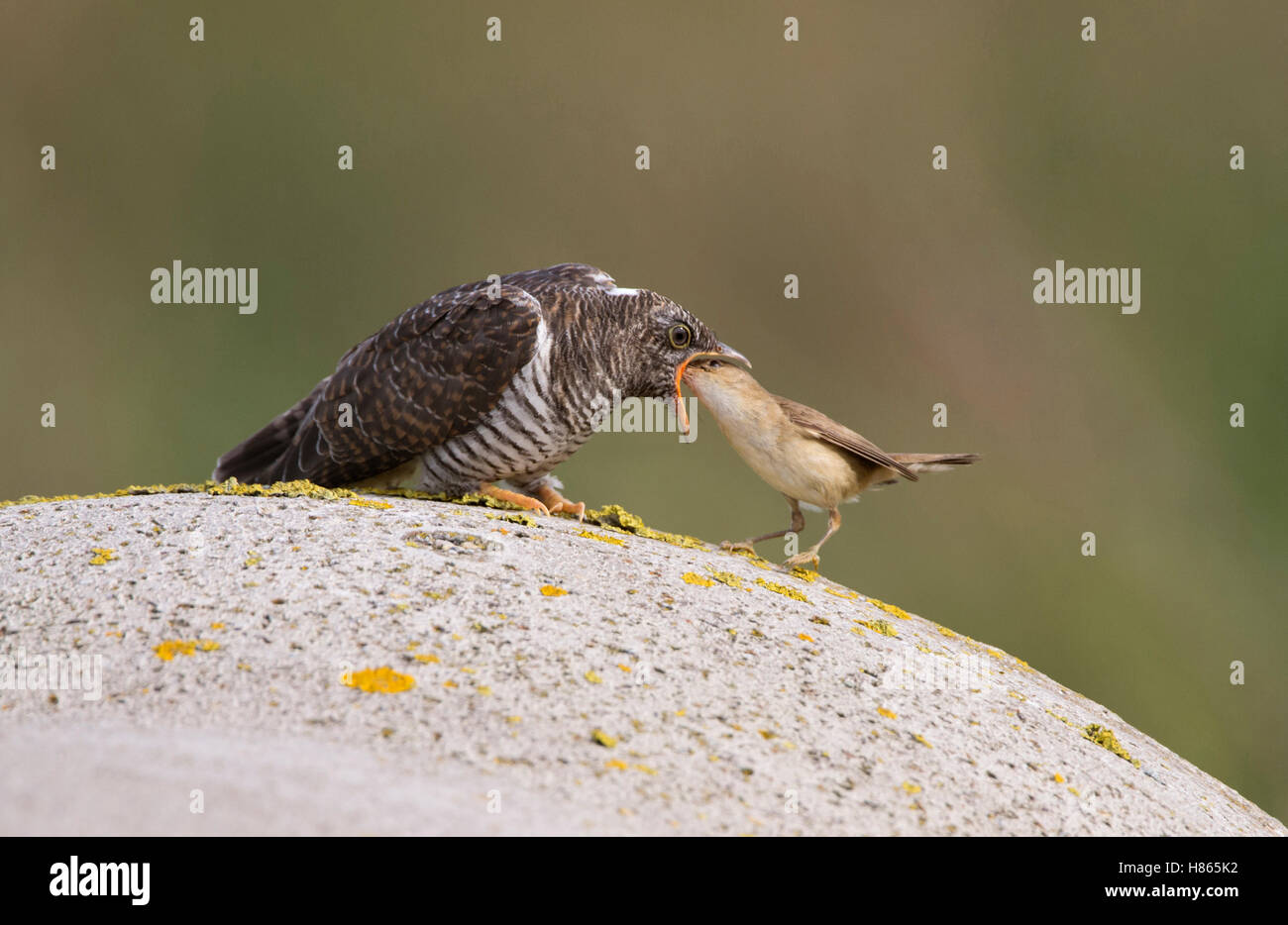 Eurasian Reed-Warbler (Acrocephalus scirpaceus) feeding parasitic ...