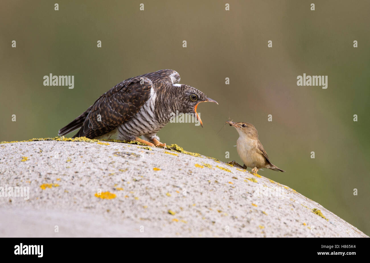 Eurasian Reed-Warbler (Acrocephalus scirpaceus) carrying insect prey to ...