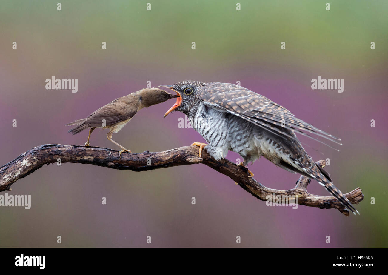 Eurasian Reed-Warbler (Acrocephalus scirpaceus) feeding parasitic ...