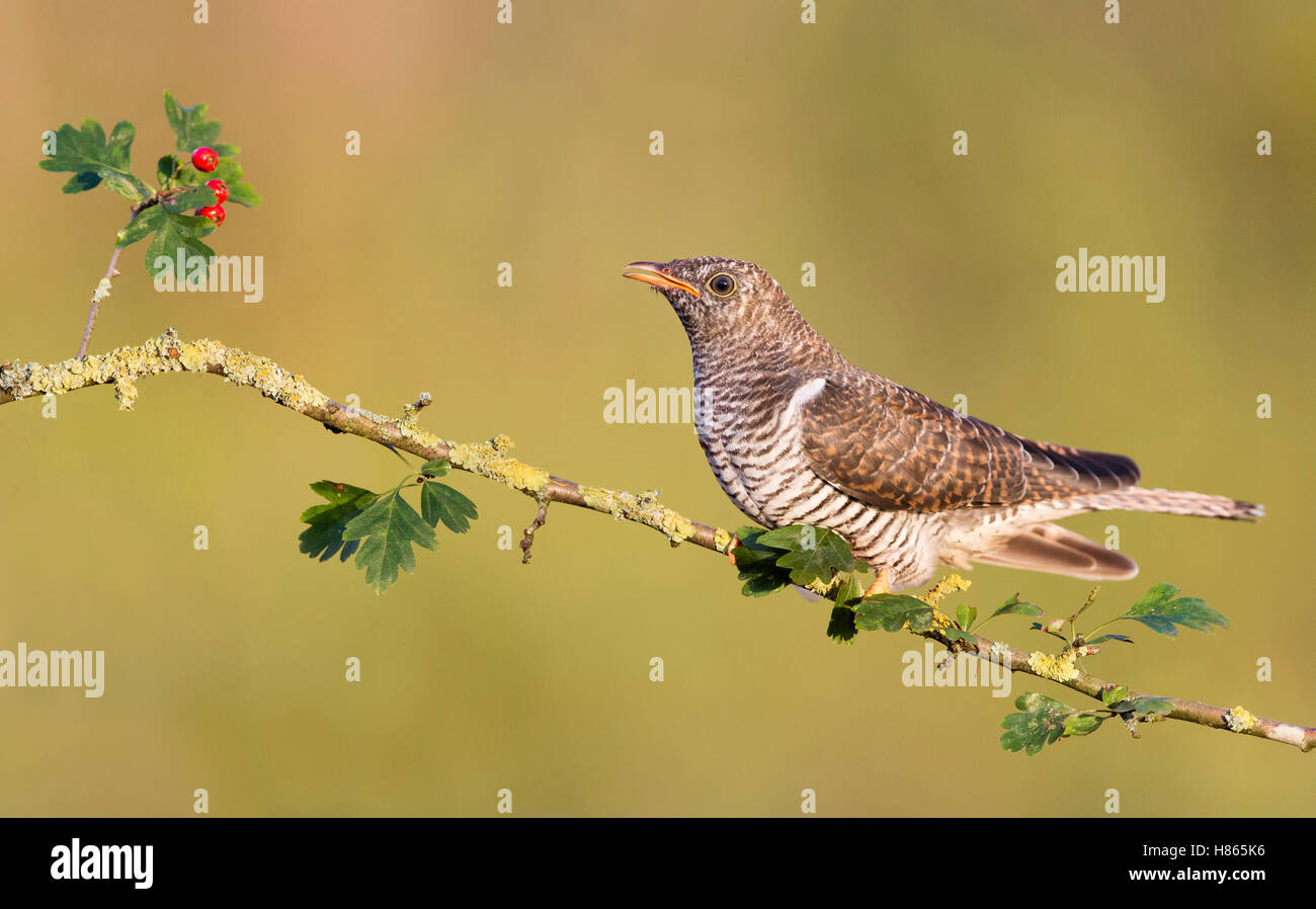 Common Cuckoo (Cuculus canorus) chick, Amsterdam, Noord-Holland ...