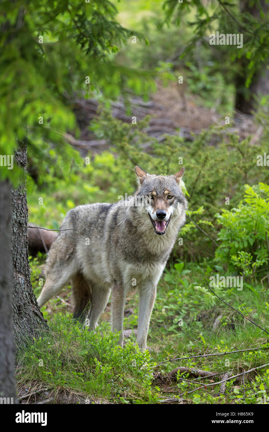 Gray Wolf (Canis lupus) in forest, Dalarna, Sweden Stock Photo - Alamy