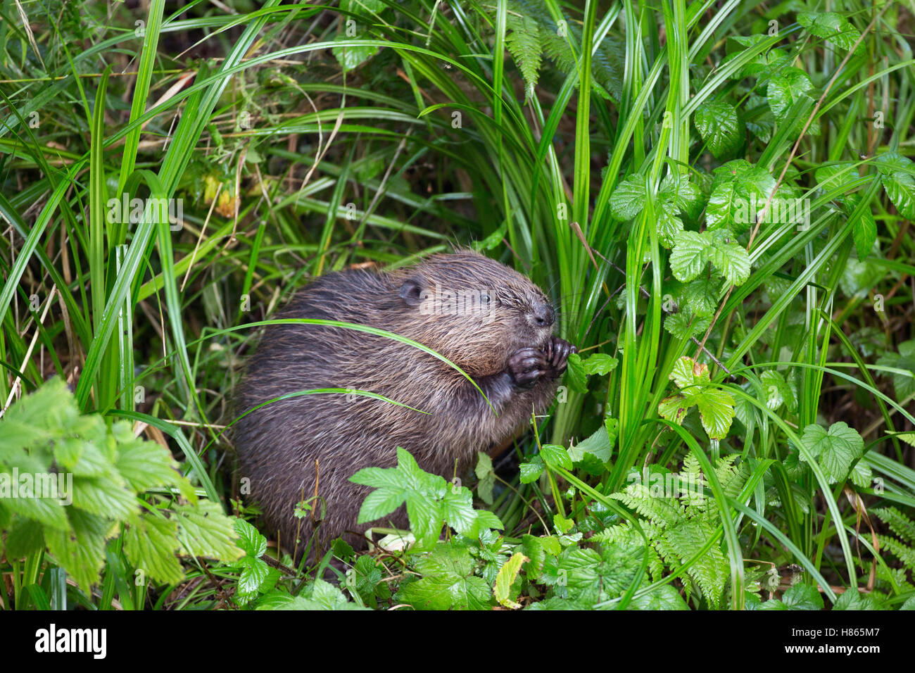 European Beaver (Castor fiber) feeding on leaves, Belgium Stock Photo ...