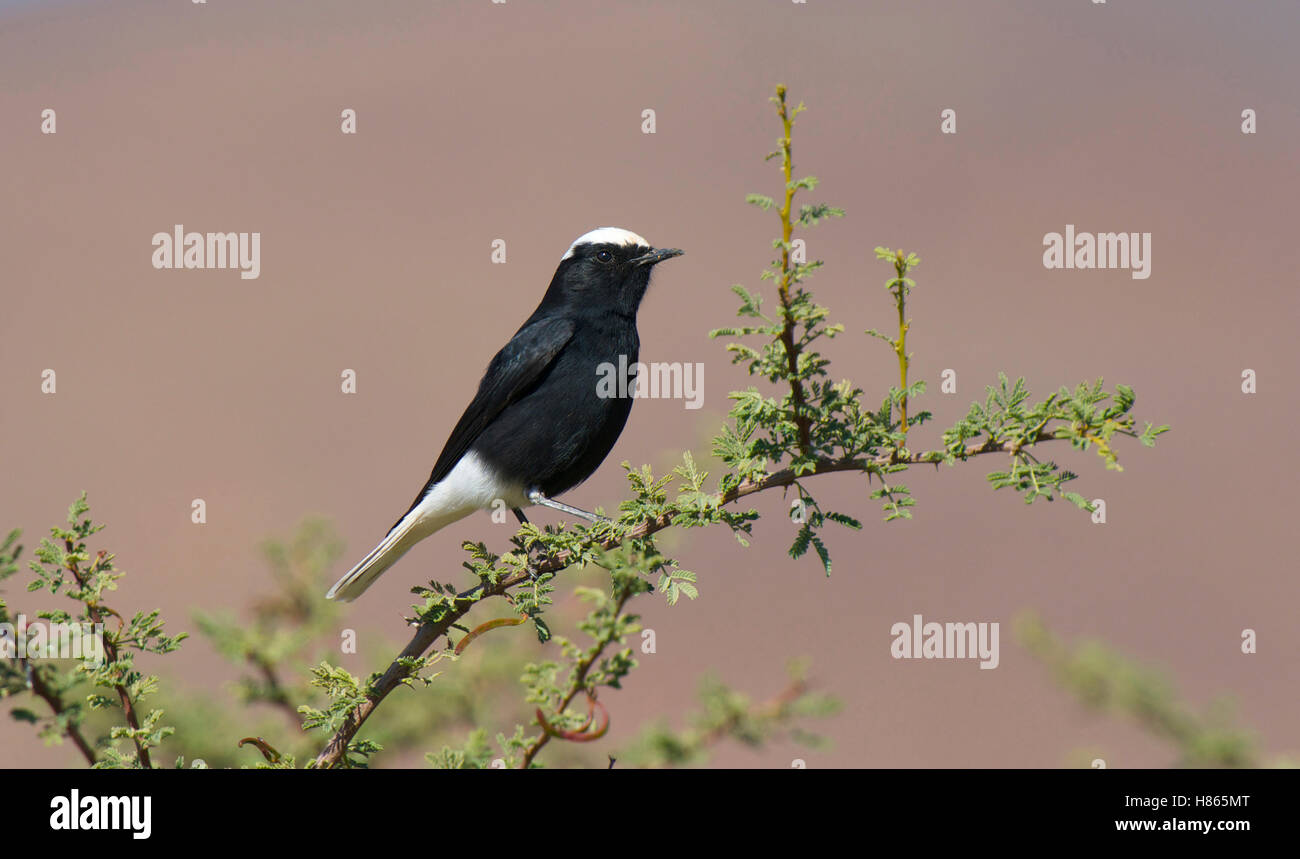 White-tailed Wheatear (Oenanthe leucopyga), Morocco Stock Photo - Alamy