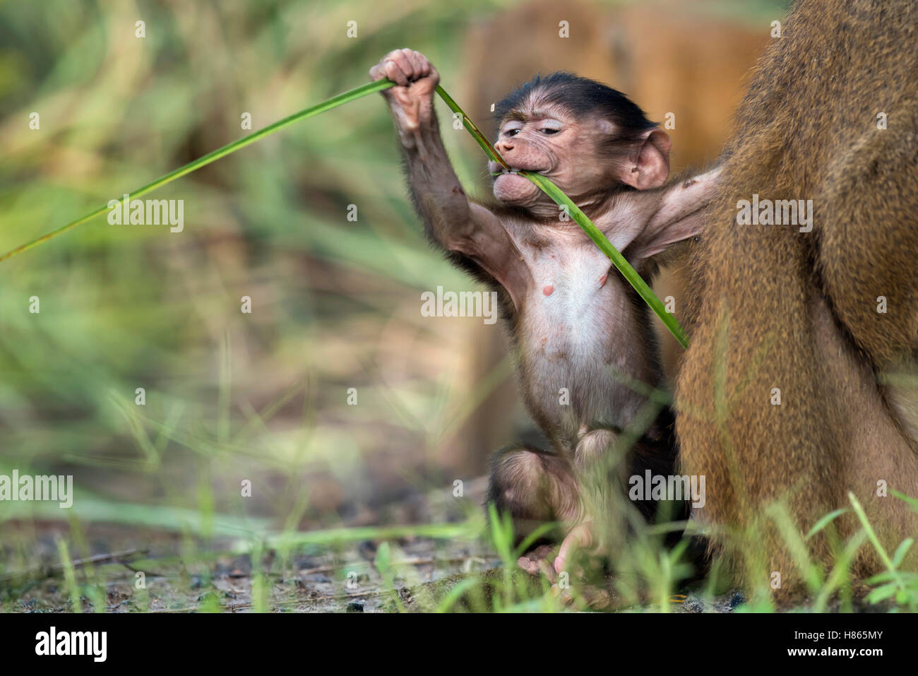 Guinea Baboon (Papio hamadryas papio) young playing with grass ...