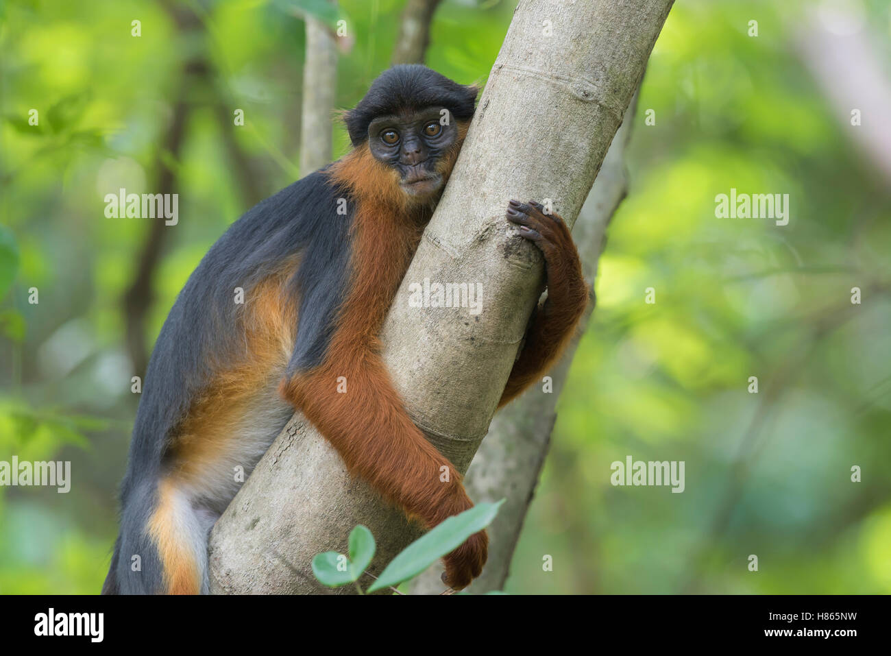 Western Red Colobus (Procolobus badius) female in tree, Bijilo Forest ...