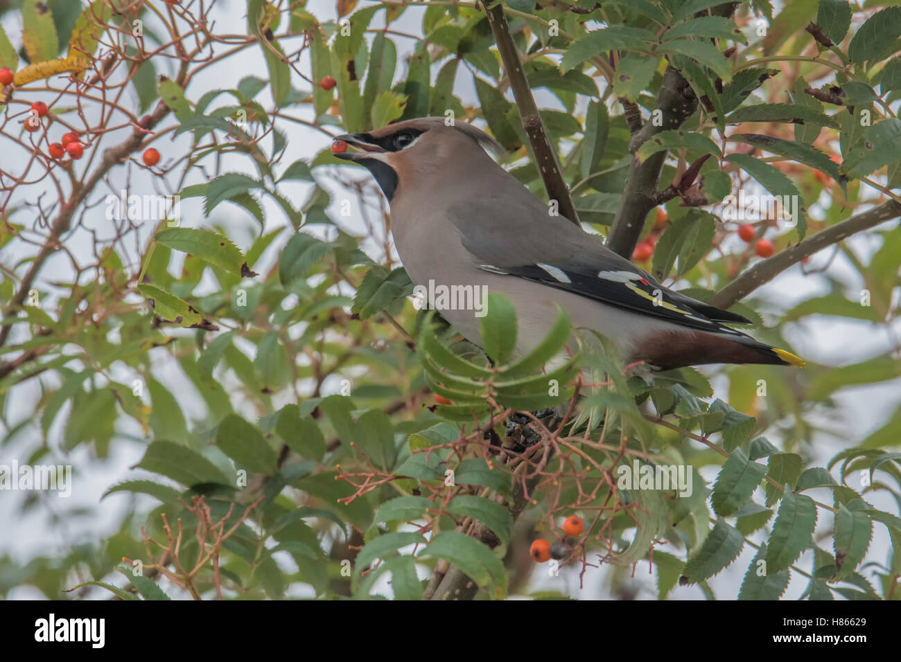 Bohemian Waxwing (Bombycilla garrulus) feeding in a Rowan Tree Stock ...