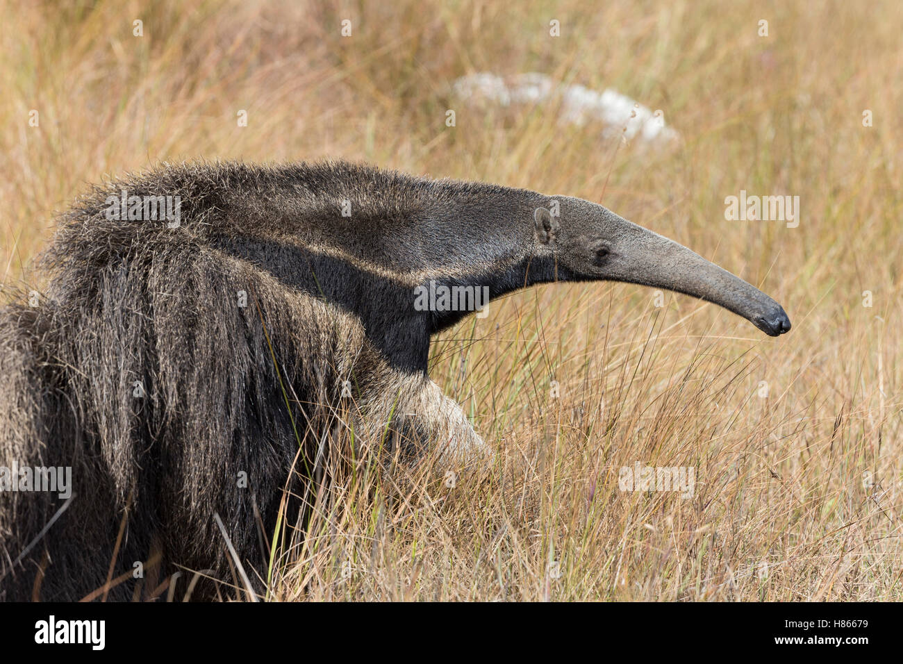 Giant Anteater (Myrmecophaga tridactyla), Serra de Canastra National ...