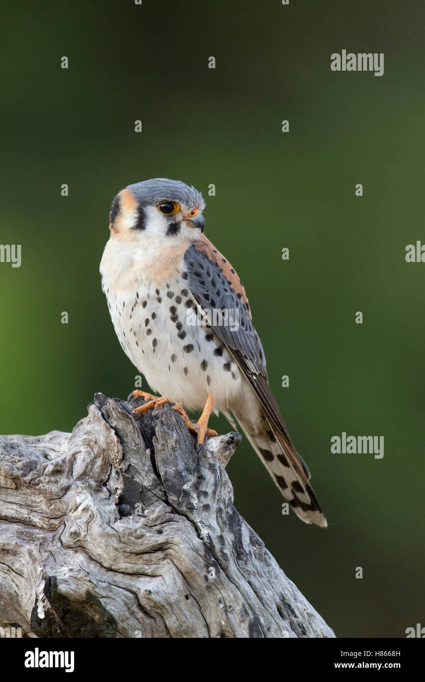 American Kestrel (Falco sparverius) male, Pantanal, Brazil Stock Photo ...
