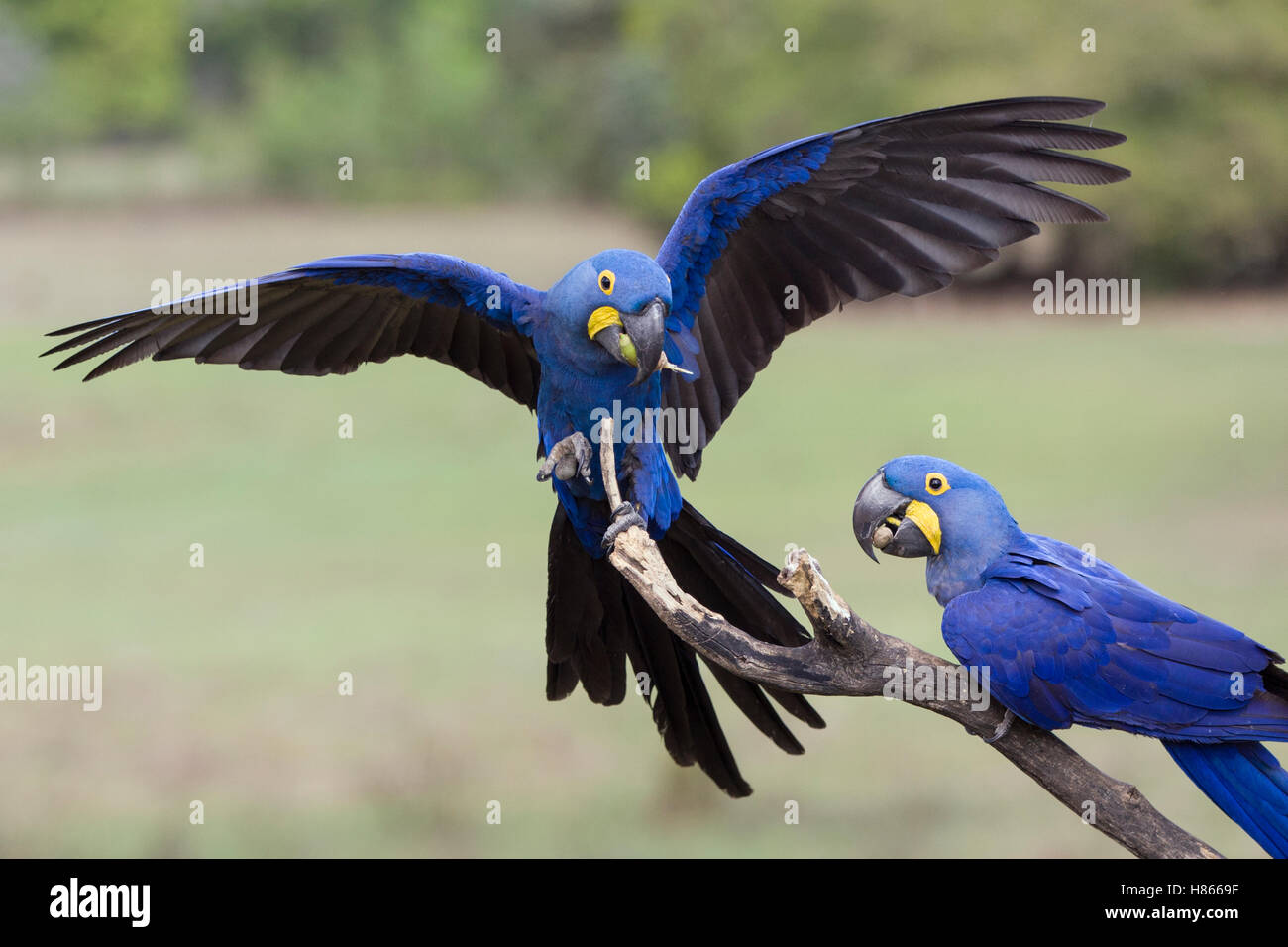 Hyacinth Macaw (Anodorhynchus hyacinthinus) landing, Pantanal, Brazil ...