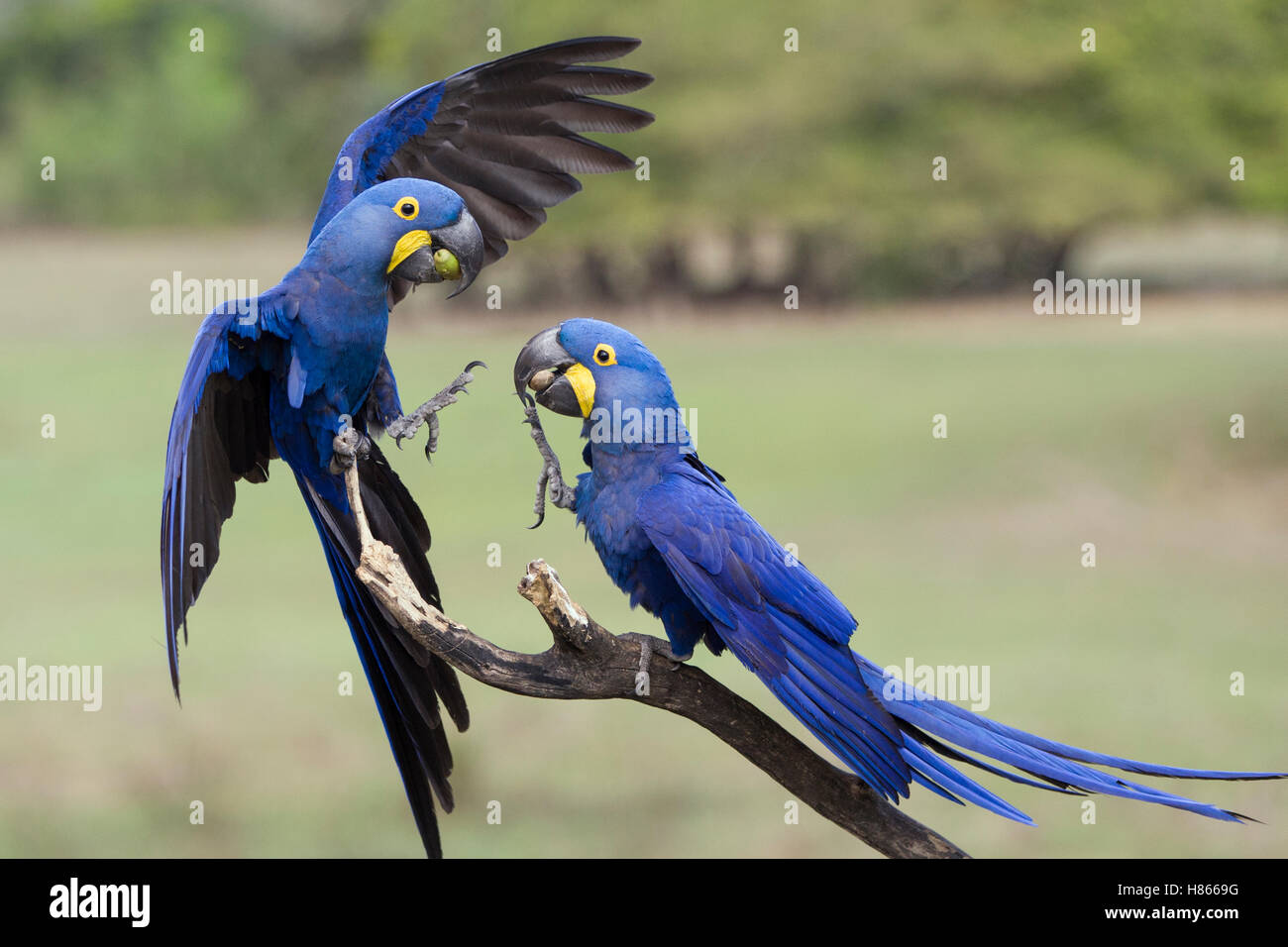 Hyacinth Macaw (Anodorhynchus hyacinthinus) pair fighting, Pantanal ...