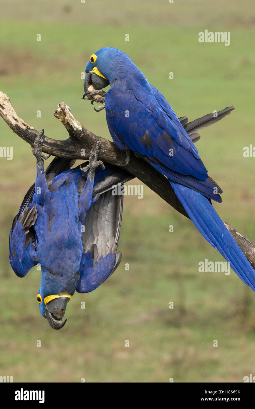 Hyacinth Macaw (Anodorhynchus hyacinthinus) trying to avoid aggressive ...