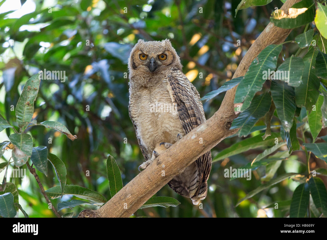 Great Horned Owl (Bubo virginianus) chick, Pantanal, Brazil Stock Photo ...