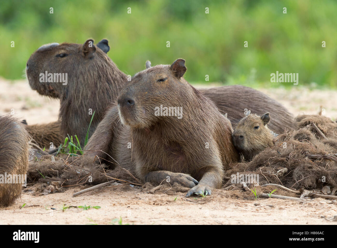 Capybara (Hydrochoerus hydrochaeris) mother and pup, Pantanal, Brazil ...