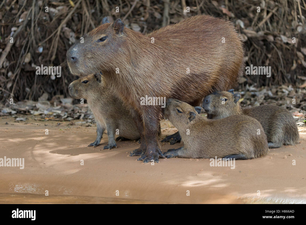 Capybara (Hydrochoerus hydrochaeris) mother nursing young, Pantanal ...