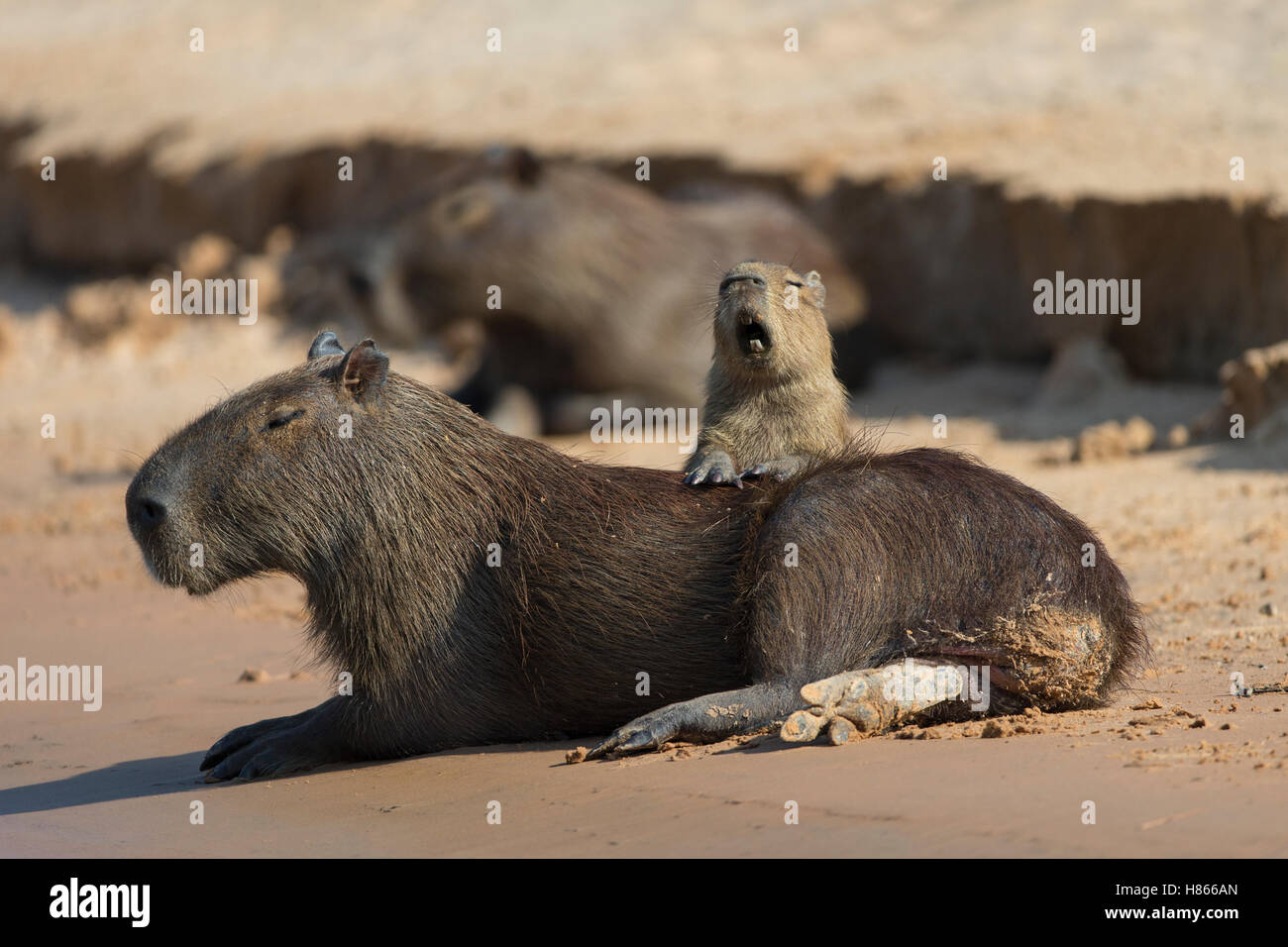 Capybara (Hydrochoerus hydrochaeris) young yawning and resting on ...