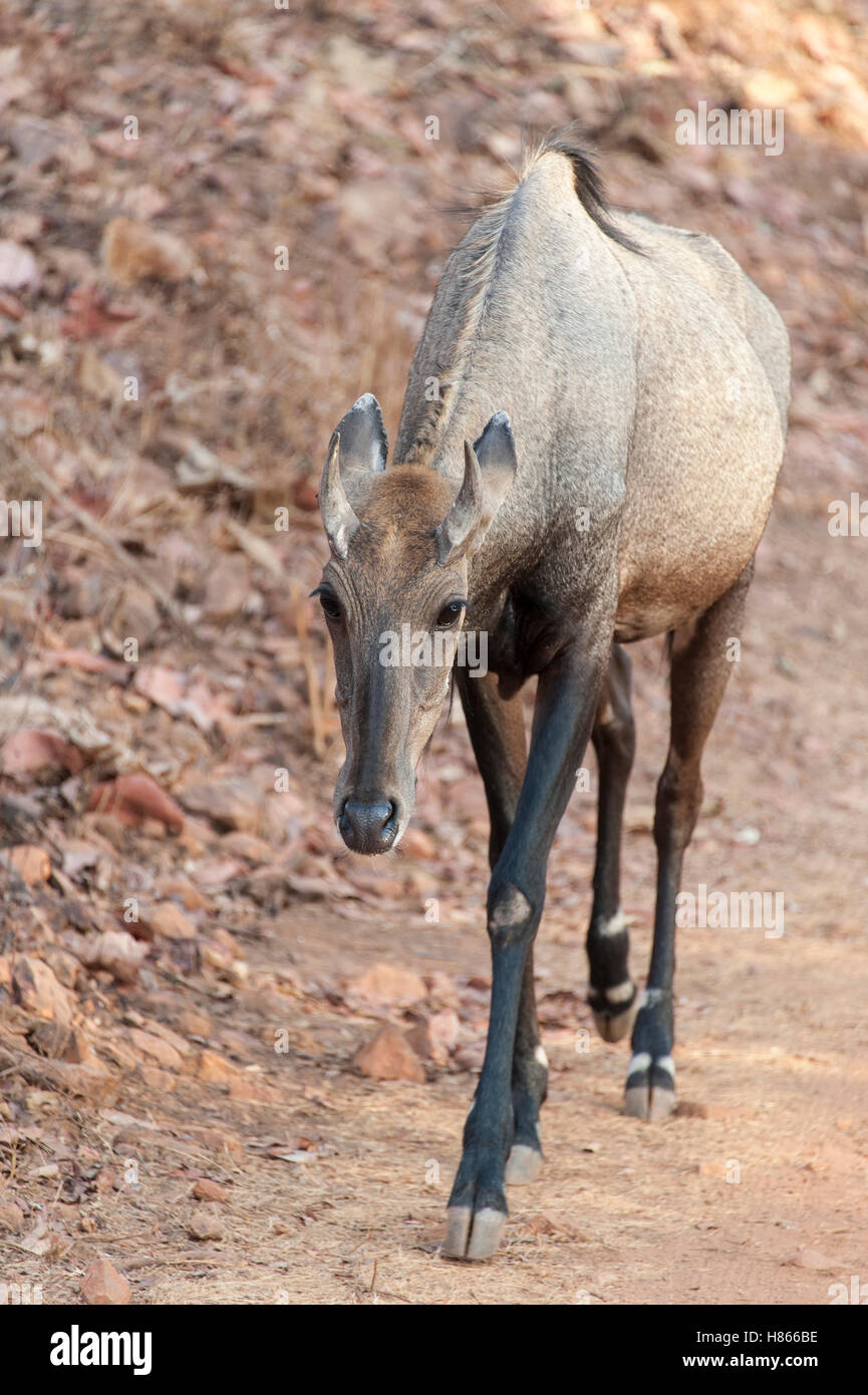 Nilgai (Boselaphus tragocamelus) female, Tadoba Andheri Tiger Reserve ...