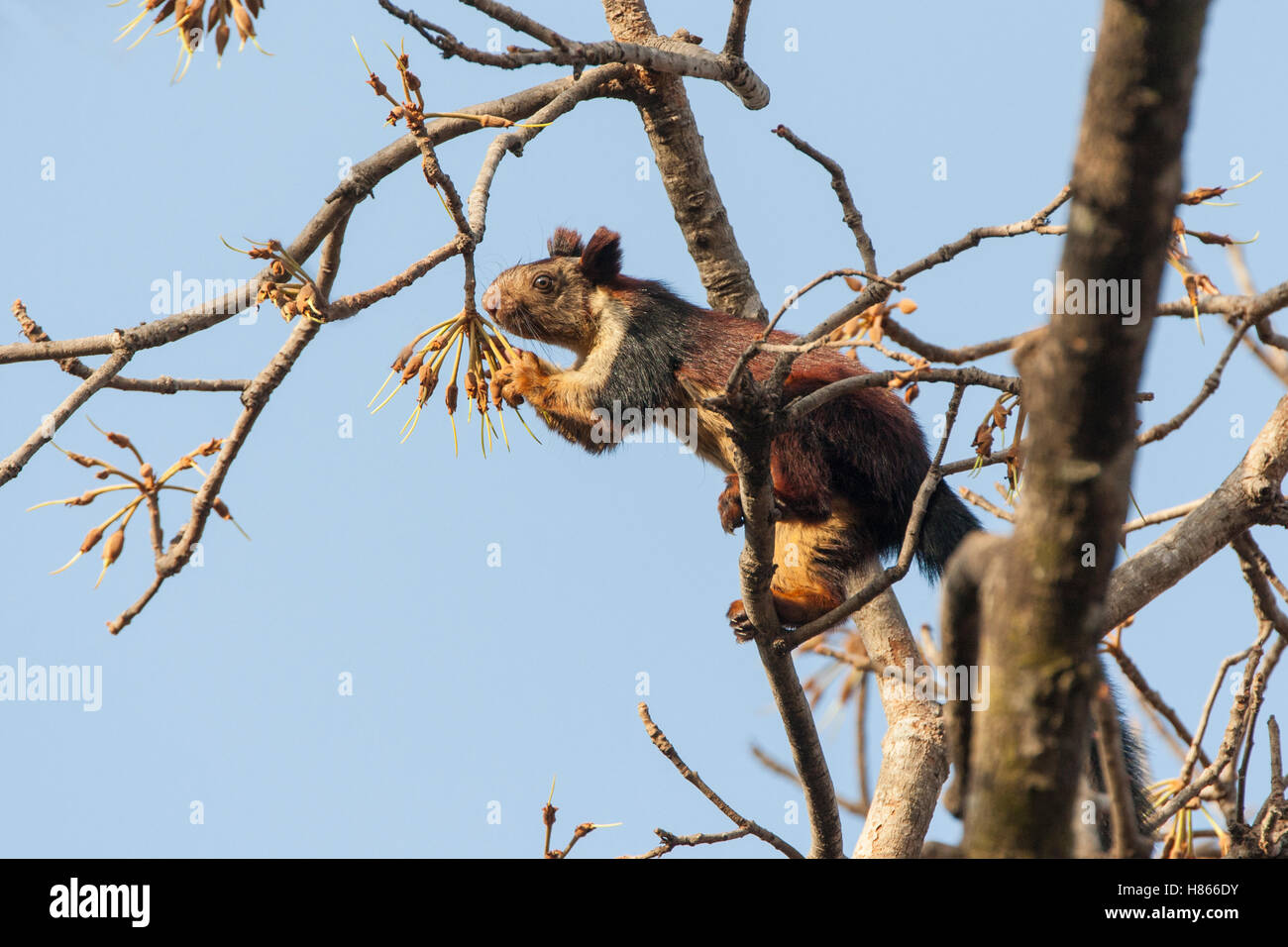 Indian Giant Squirrel (Ratufa indica) feeding in tree, Satpura National ...