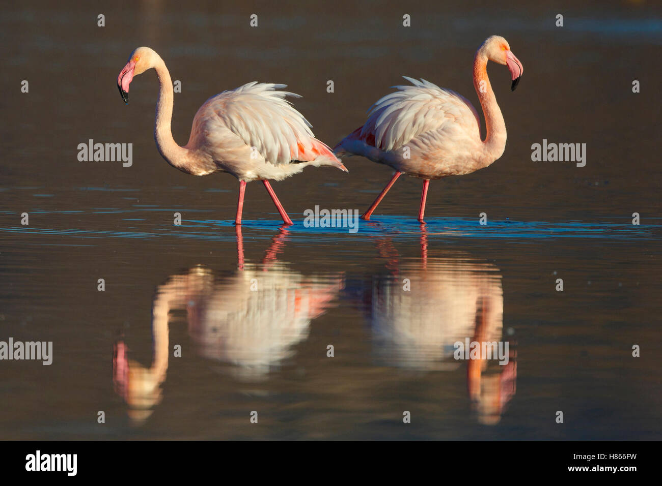 European Flamingo (Phoenicopterus roseus) pair, Greece Stock Photo - Alamy