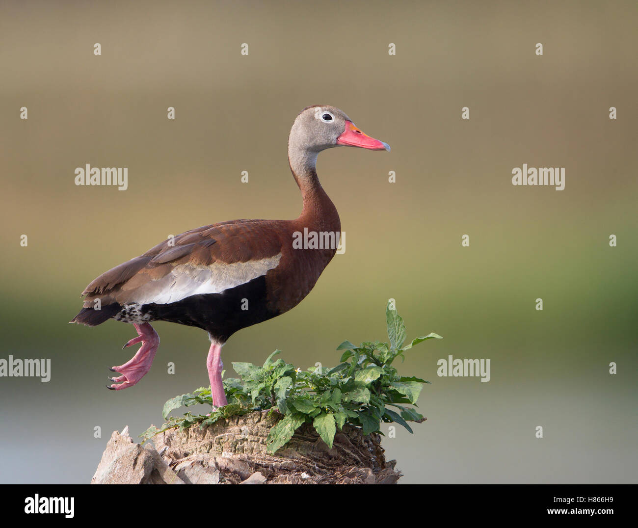 Black-bellied Whistling Duck (Dendrocygna autumnalis), Florida Stock ...