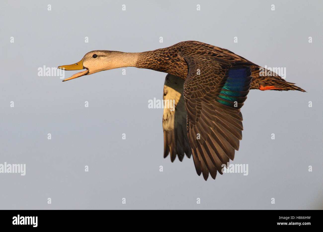 Mottled Duck (Anas fulvigula) male flying, Florida Stock Photo - Alamy
