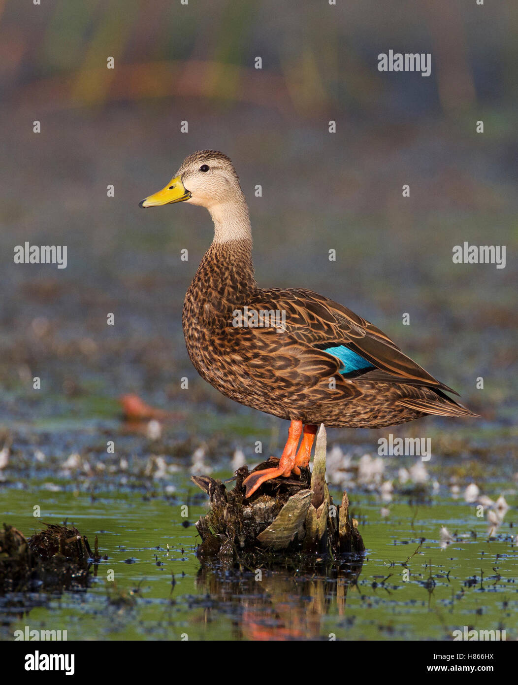 Mottled Duck (Anas fulvigula) male, Florida Stock Photo - Alamy