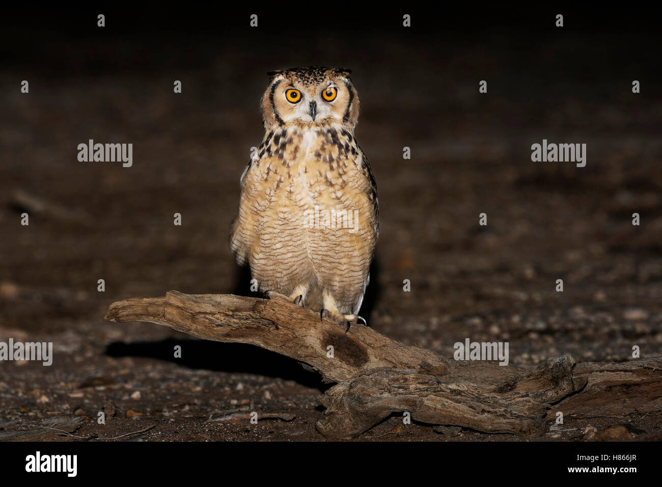 Pharaoh Eagle-Owl (Bubo ascalaphus), Eilat, Israel Stock Photo - Alamy