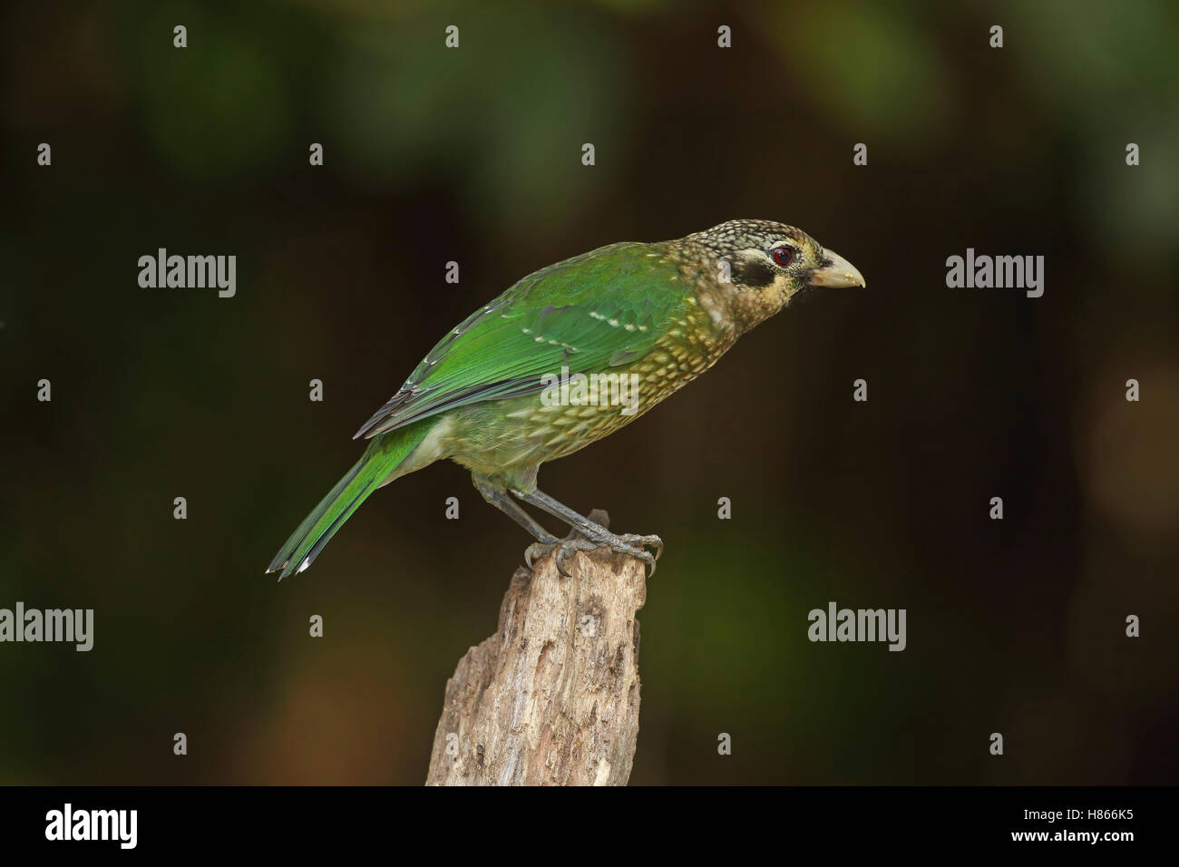 Spotted Catbird (Ailuroedus melanotis), Queensland, Australia Stock ...