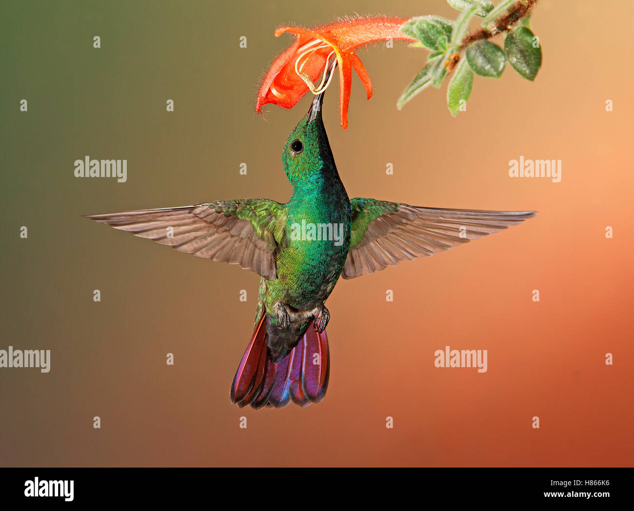 Green-breasted Mango (Anthracothorax prevostii) hummingbird feeding on ...