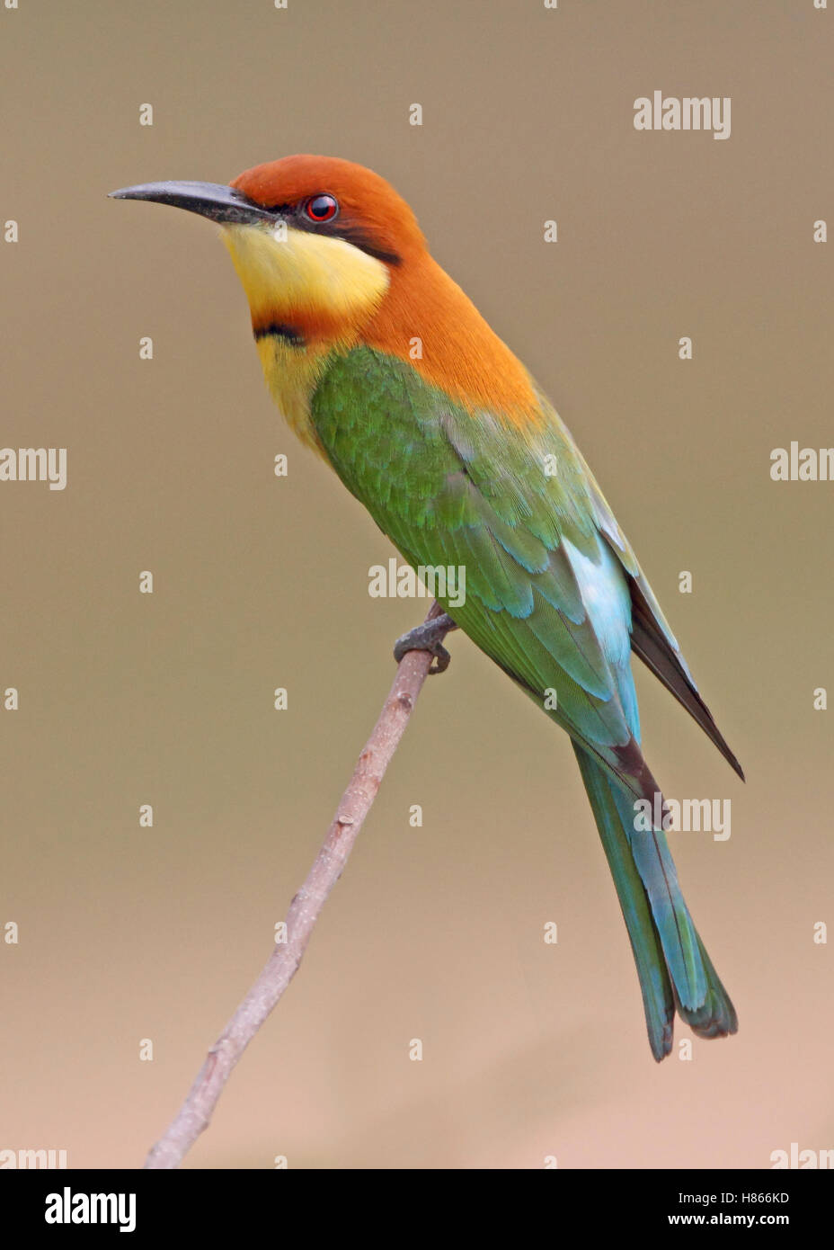 Chestnut-headed Bee-eater (Merops leschenaulti) male, Penang, Malaysia ...