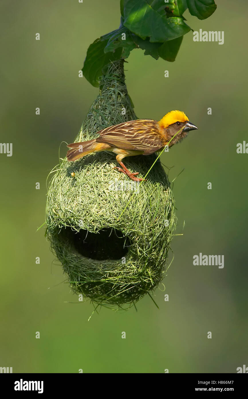 Baya Weaver (Ploceus philippinus) male weaving nest, Singapore Stock Photo - Alamy