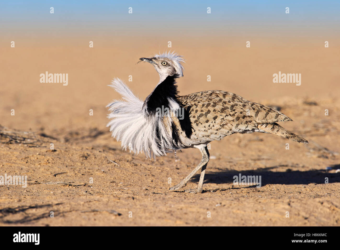 Houbara Bustard (Chlamydotis undulata) male dislplaying, Negev, Israel ...