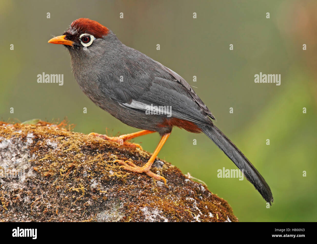 Chestnut-capped Laughingthrush (Garrulax mitratus), Selangor, Malaysia ...