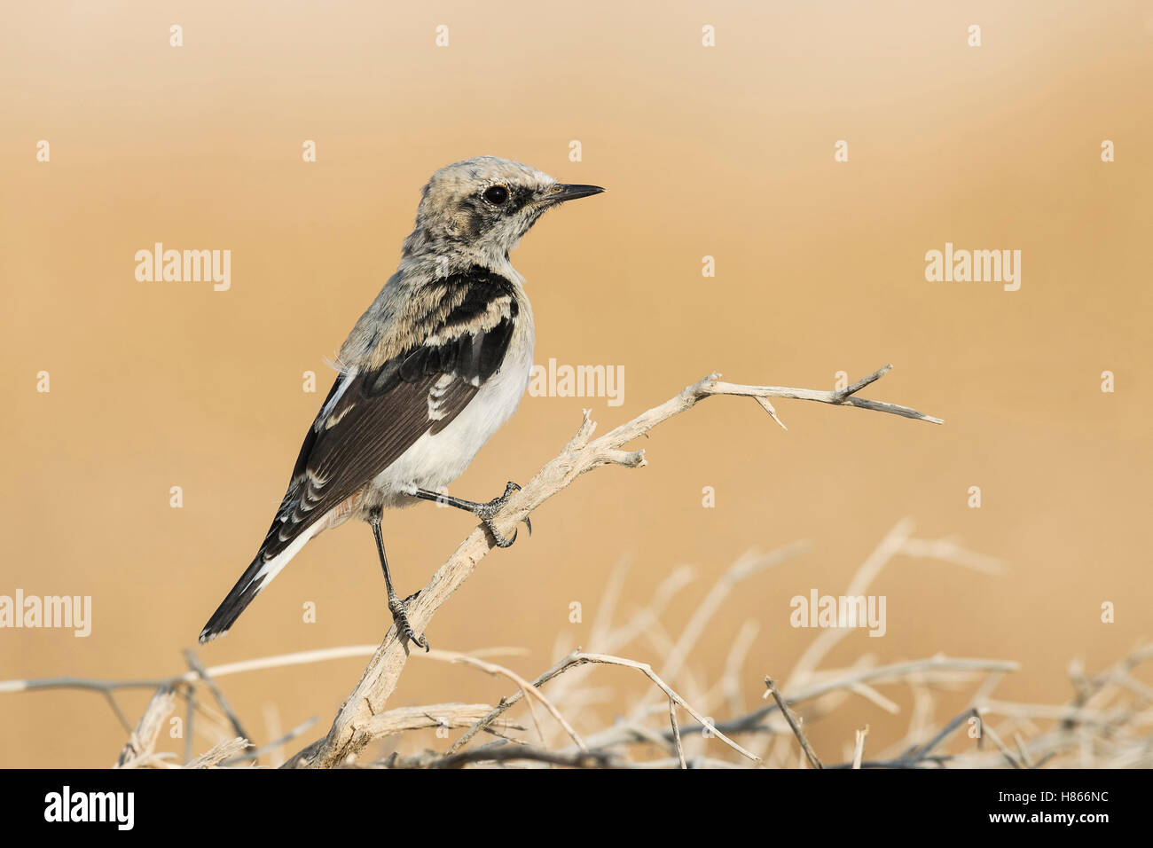 Mourning Wheatear (Oenanthe lugens) juvenile, Eilat, Israel Stock Photo ...