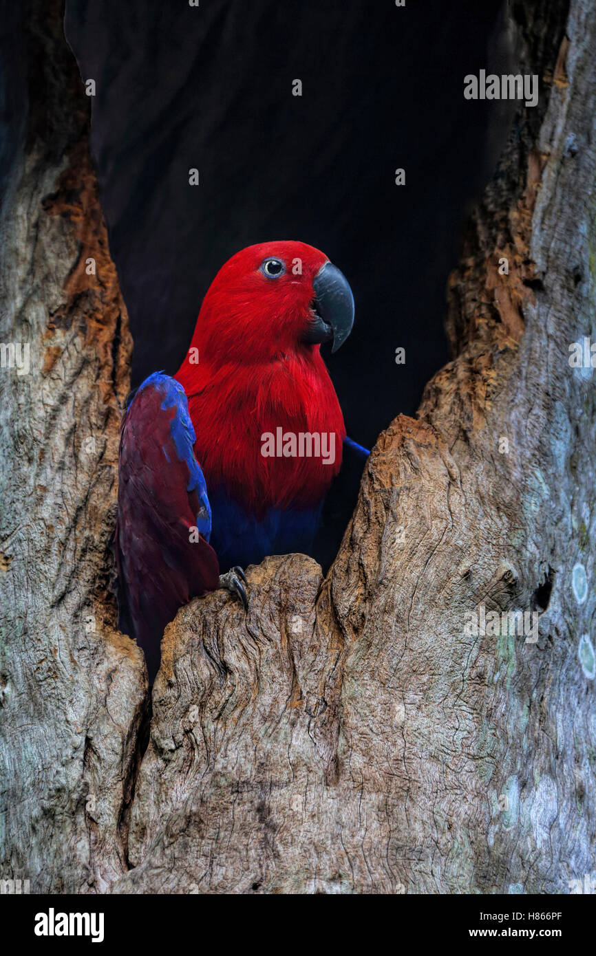 Eclectus Parrot (Eclectus roratus) female at nest cavity, Queensland ...