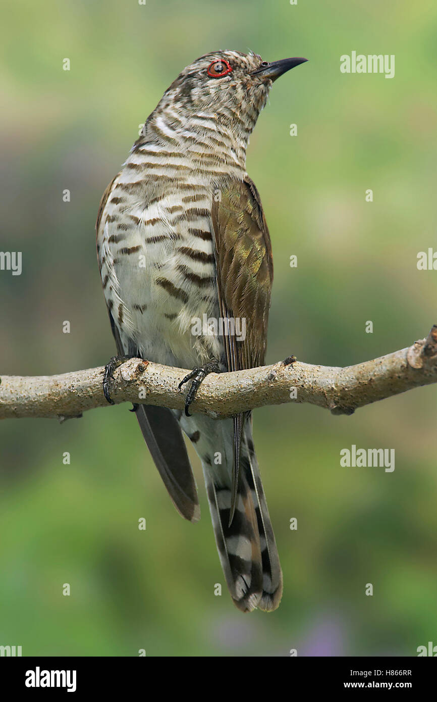 Little Bronze-Cuckoo (Chrysococcyx minutillus) male, Singapore Stock ...