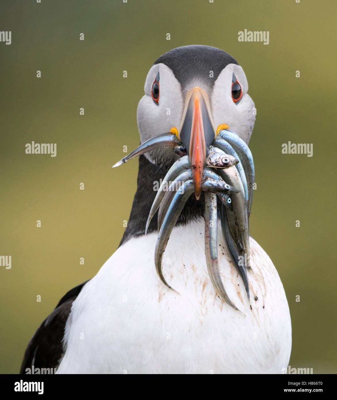 Atlantic Puffin (Fratercula arctica) with sandeel prey, Farne Islands ...