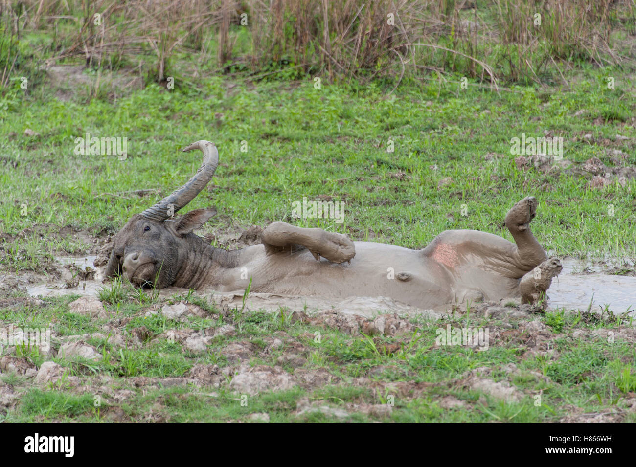 Water Buffalo (Bubalus arnee) wallowing in mud, Kaziranga National Park ...