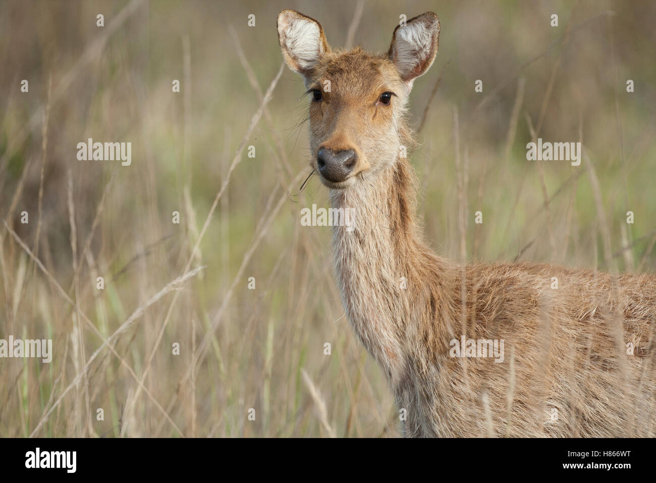 Barasingha (Rucervus duvaucelii) female, Kanha National Park, India ...