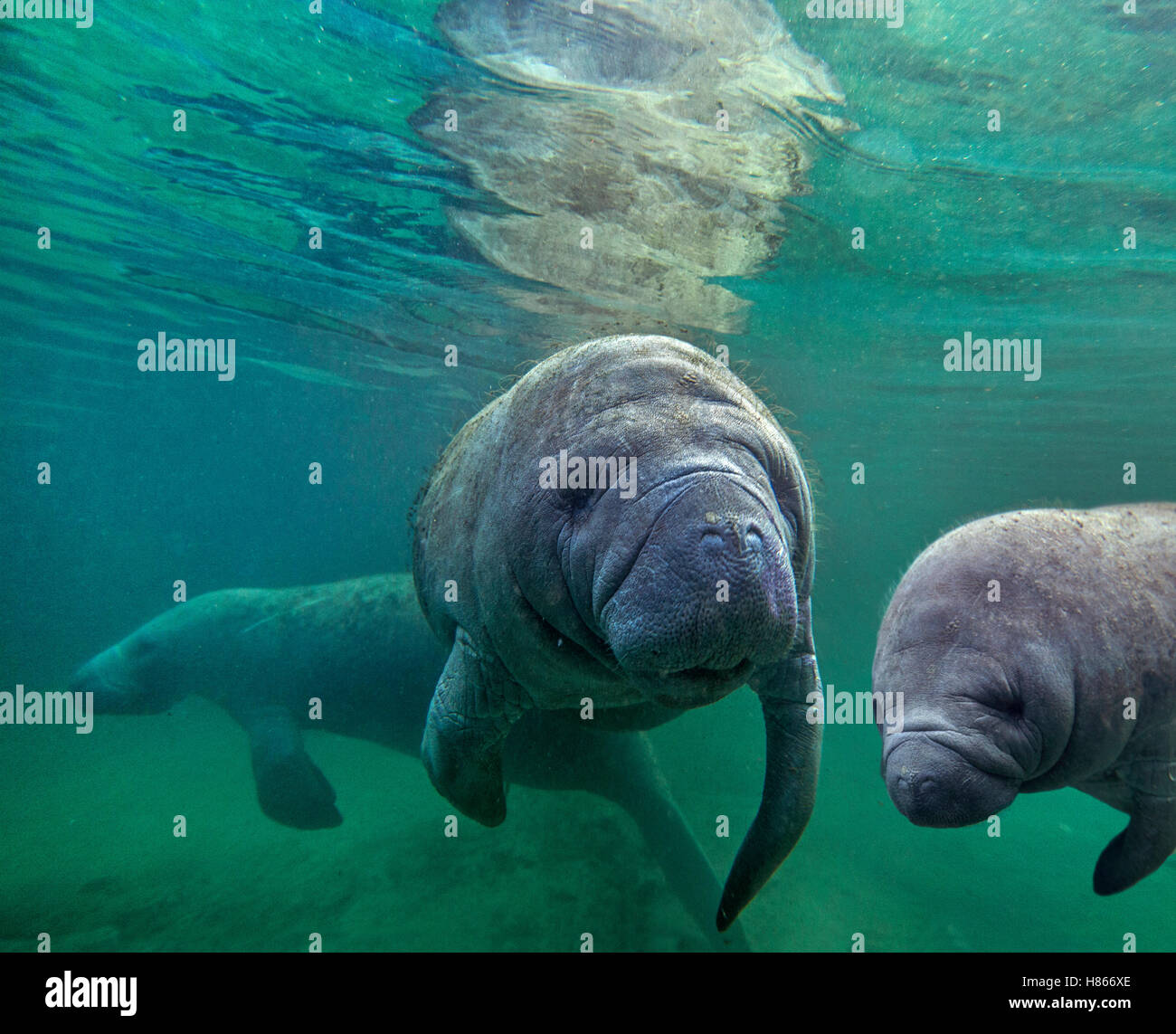 West Indian Manatee (Trichechus manatus) trio, Crystal River, Florida ...