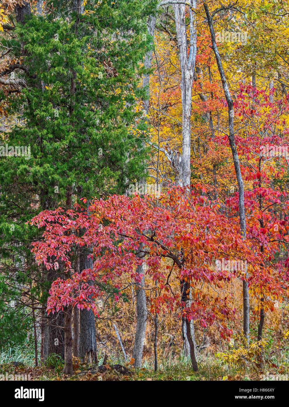 Dogwood (Cornus sp) flowering and Cedar (Cedrus sp), Tyler State Park ...