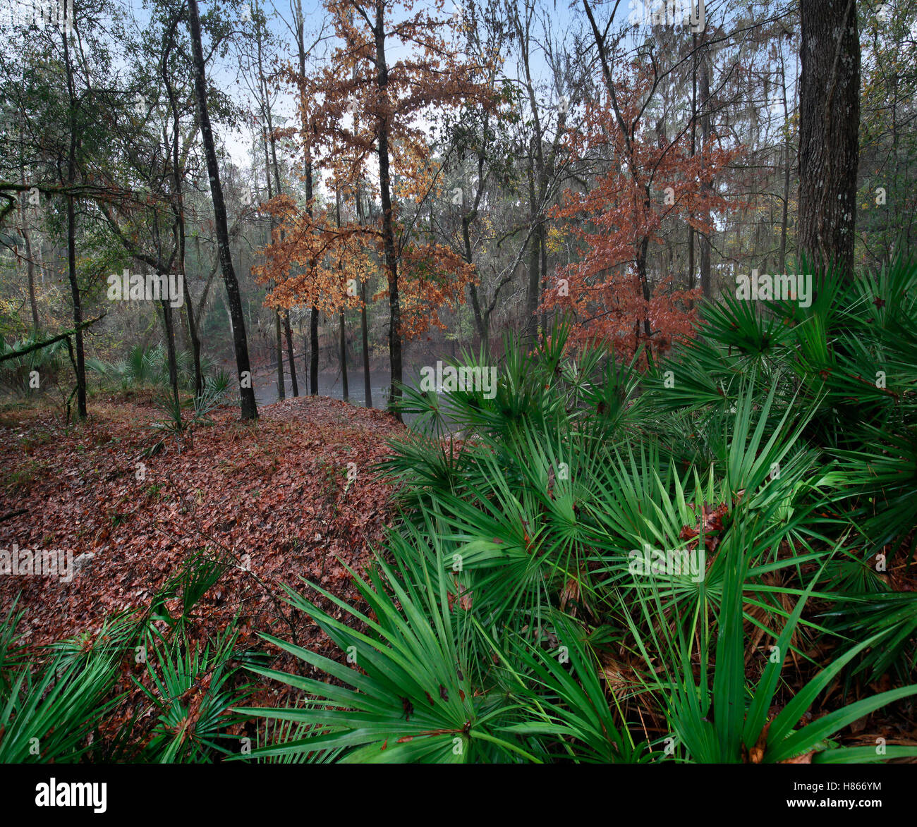 Cabbage Palm (Sabal palmetto) trees, Santa Fe River, Florida Stock ...