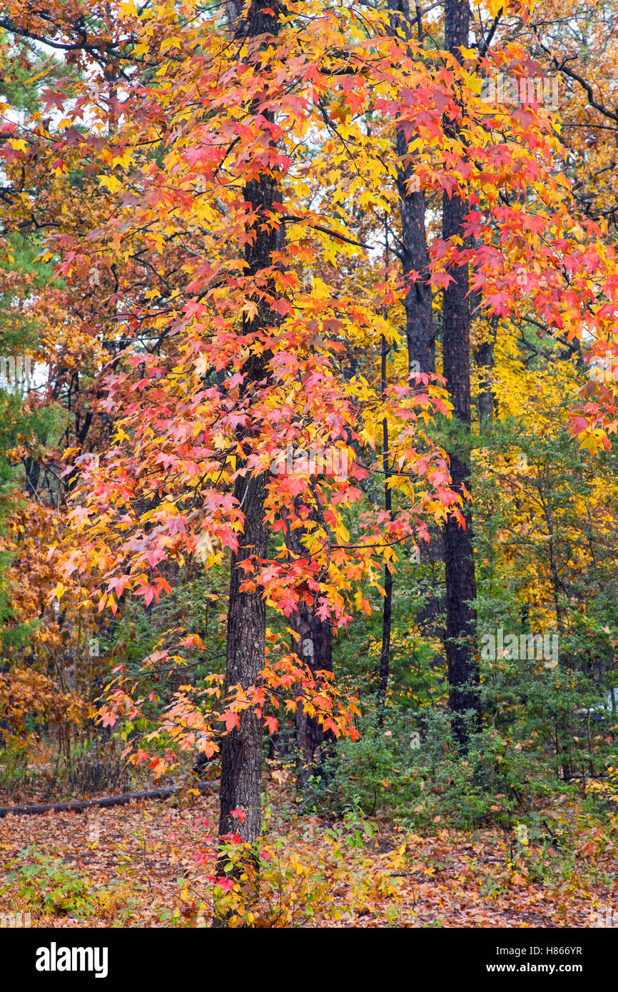 Sweetgum (Liquidambar styraciflua) tree in autumn, Tyler State Park ...