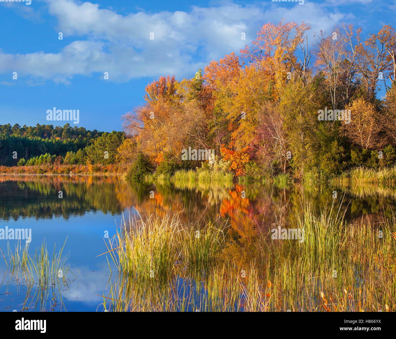 Trees in autumn along lake, Tyler State Park, Texas Stock Photo - Alamy